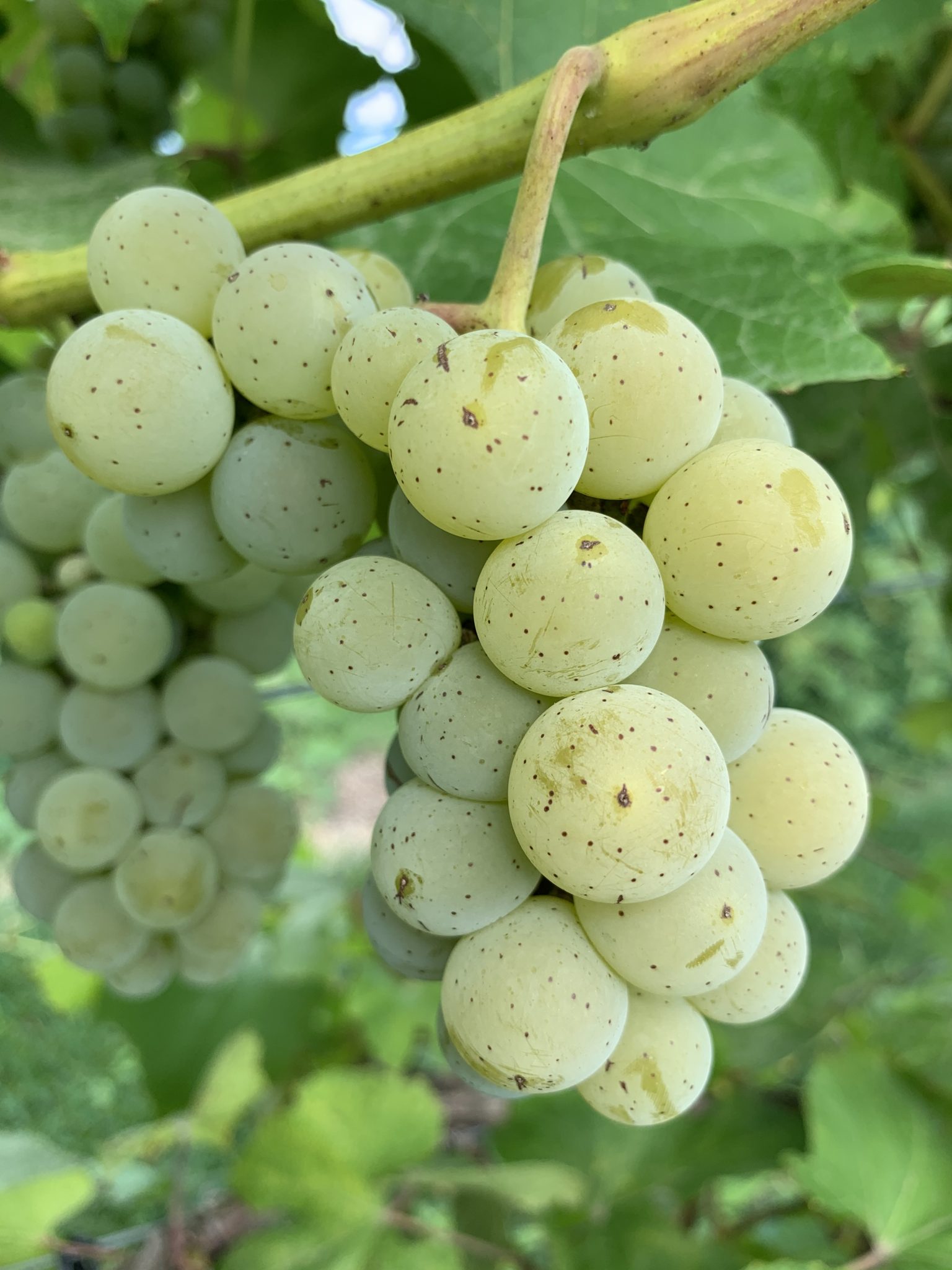 Grape Cultivar Developmental Stages: September 1, 2020 – Wisconsin Fruit