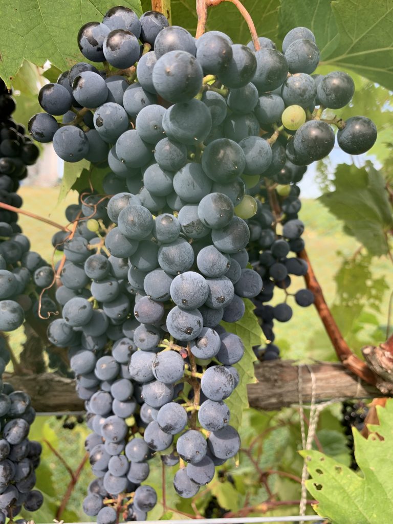 Grape Cultivar Developmental Stages: September 1, 2020 – Wisconsin Fruit