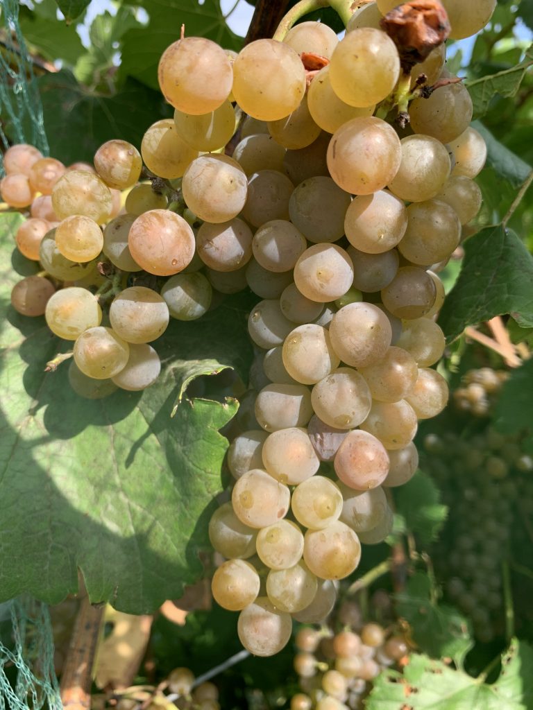 Grape Cultivar Developmental Stages: September 1, 2020 – Wisconsin Fruit