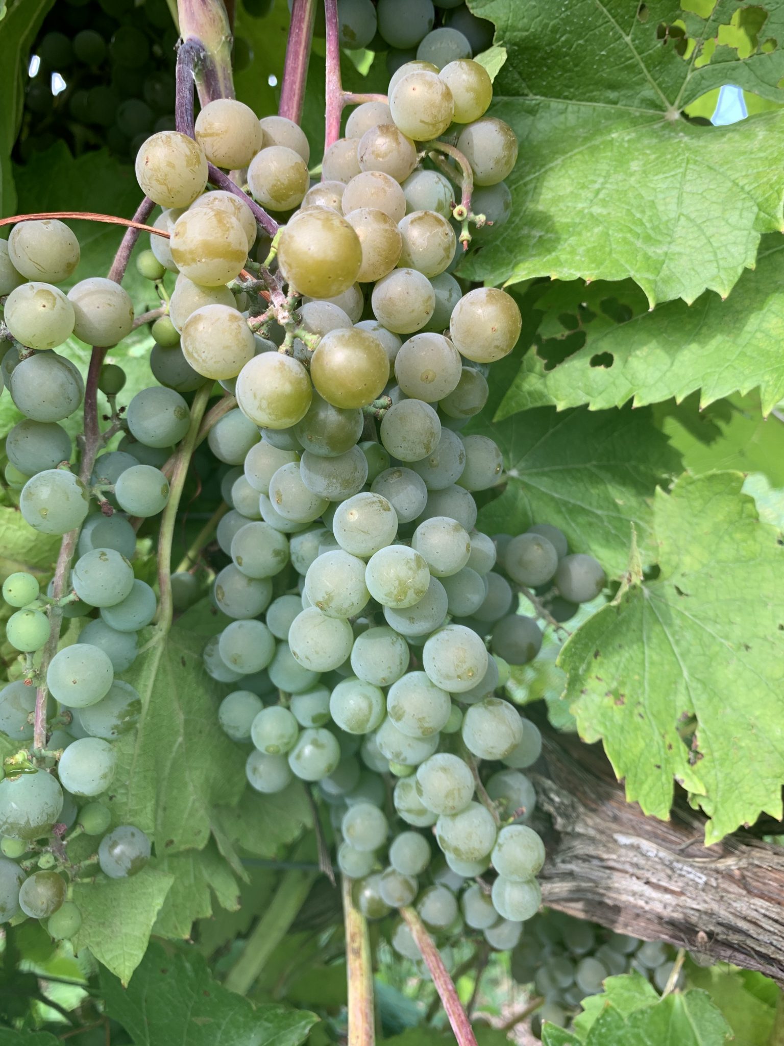 Grape Cultivar Developmental Stages: September 1, 2020 – Wisconsin Fruit