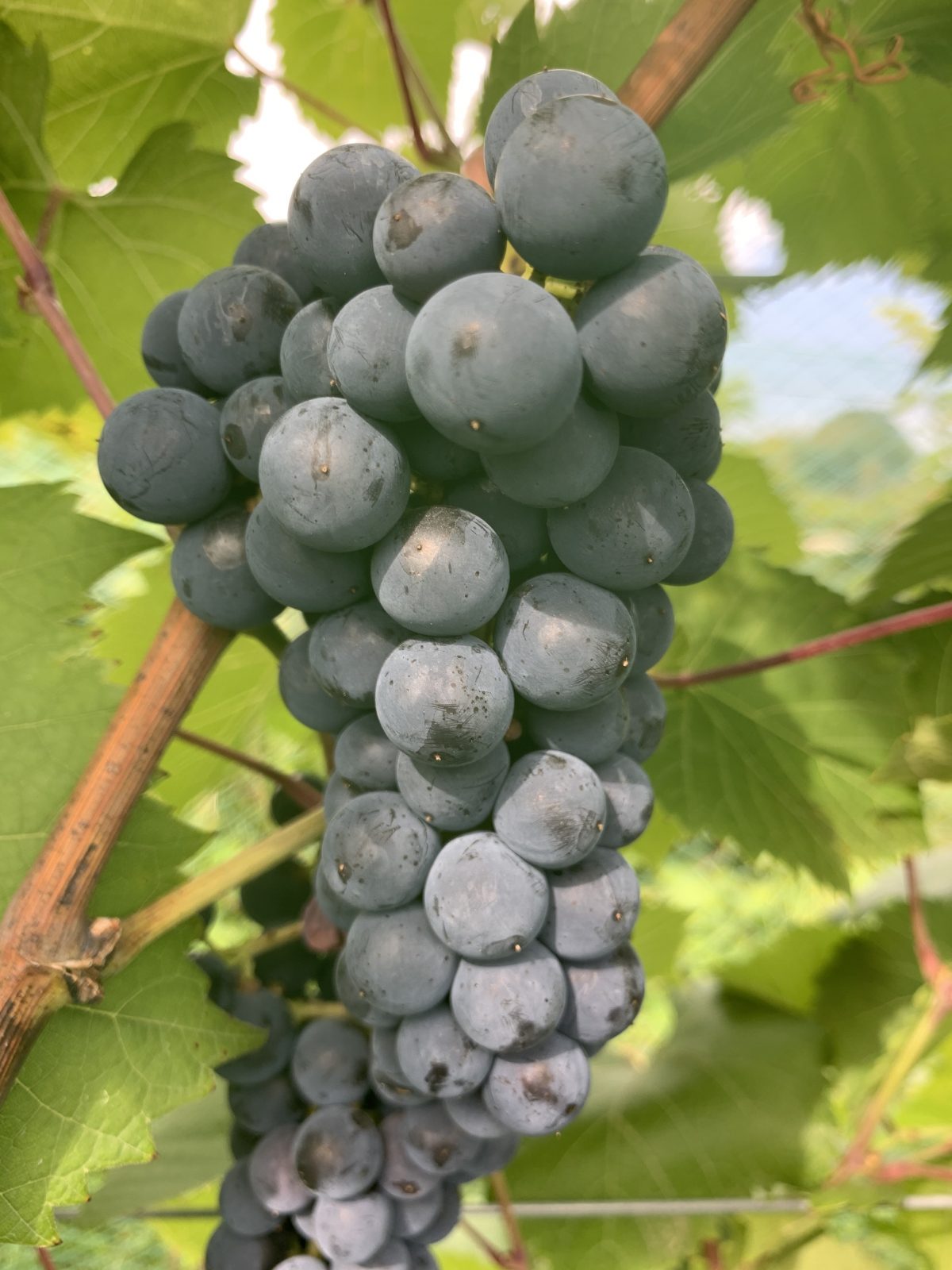 Grape Cultivar Developmental Stages September 1 2020 Wisconsin Fruit