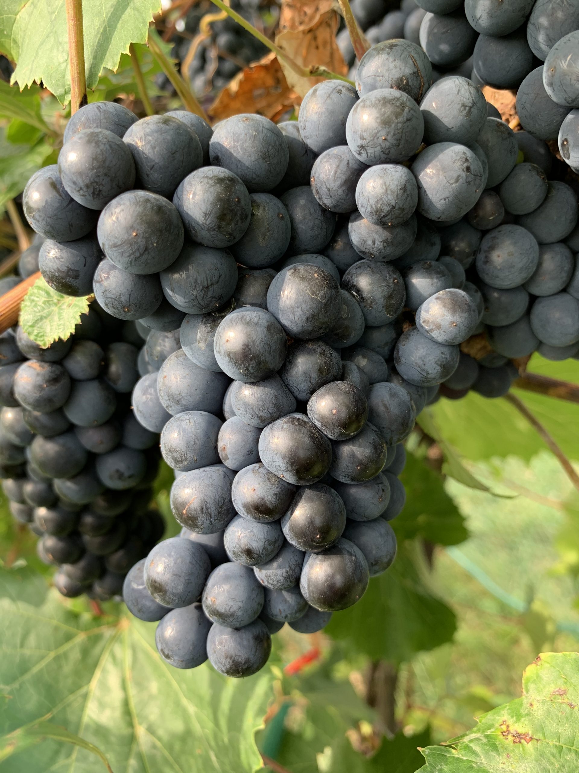 Grape Cultivar Developmental Stages: September 1, 2020 – Wisconsin Fruit