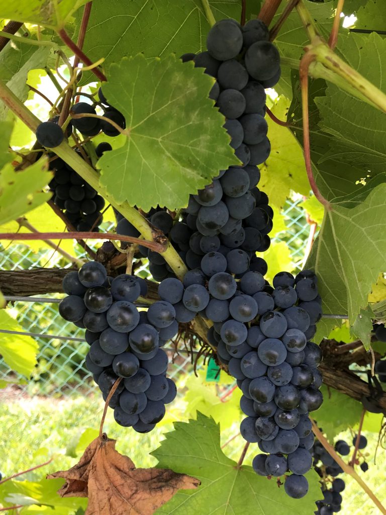 Grape Cultivar Developmental Stages: September 15, 2020 – Wisconsin Fruit
