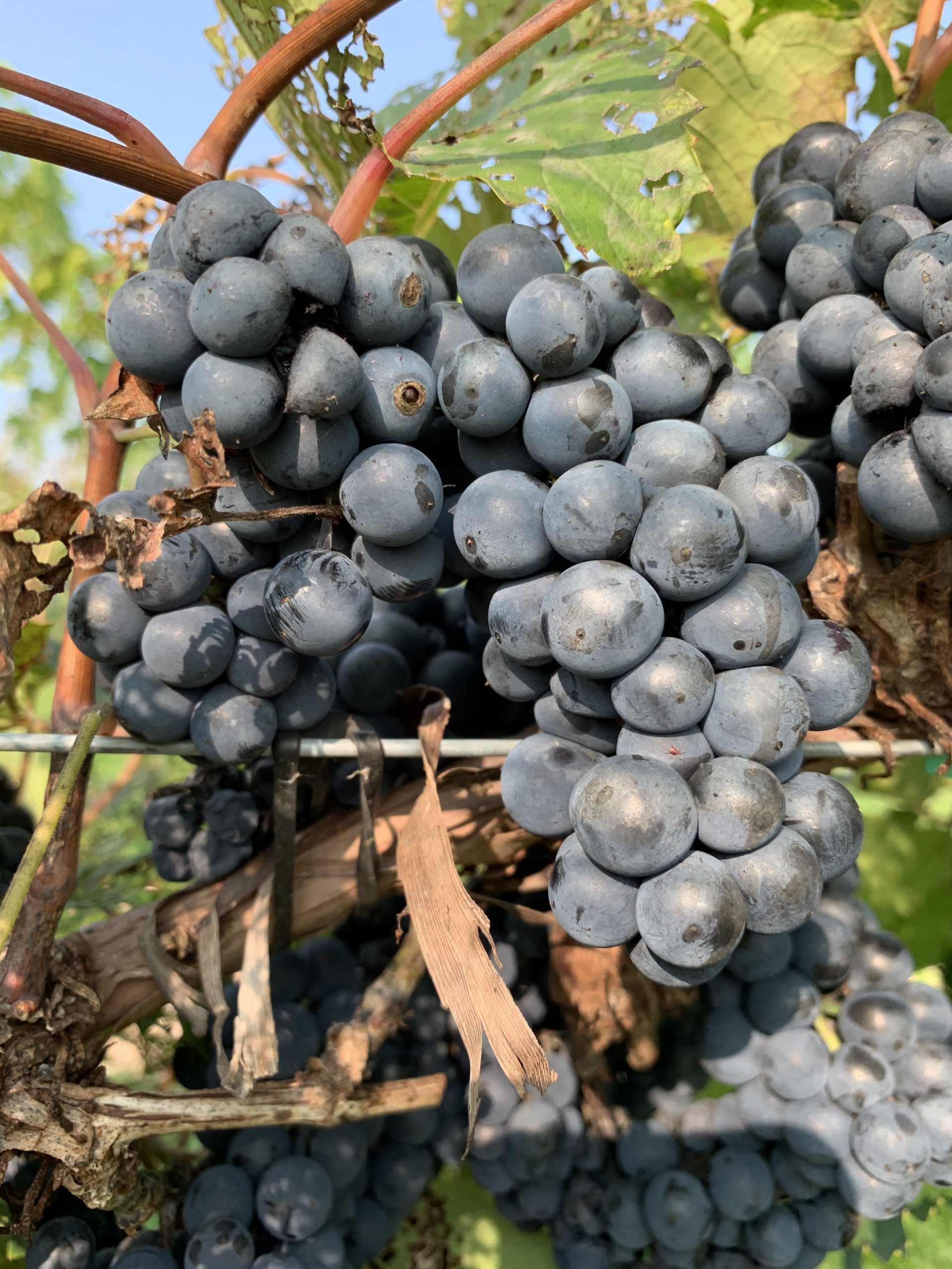 Grape Cultivar Developmental Stages: September 15, 2020 – Wisconsin Fruit