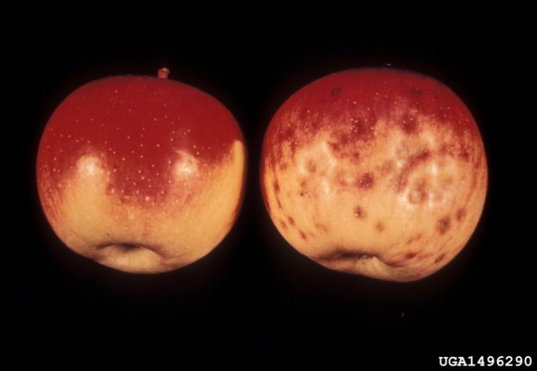 Brown Marmorated Stink Bug and Late-Season Apple Damage – Wisconsin Fruit