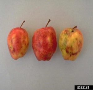 Brown Marmorated Stink Bug and Late-Season Apple Damage – Wisconsin Fruit