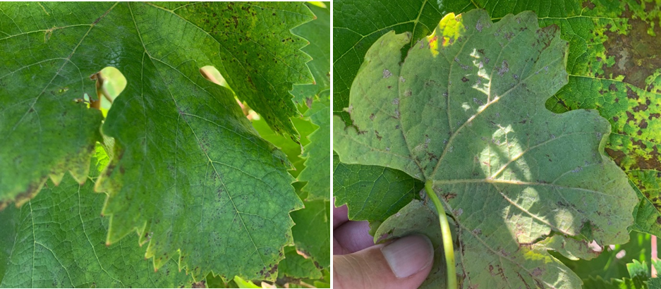 Post-Harvest Disease Management for Grapevine Downy Mildew and Powdery ...