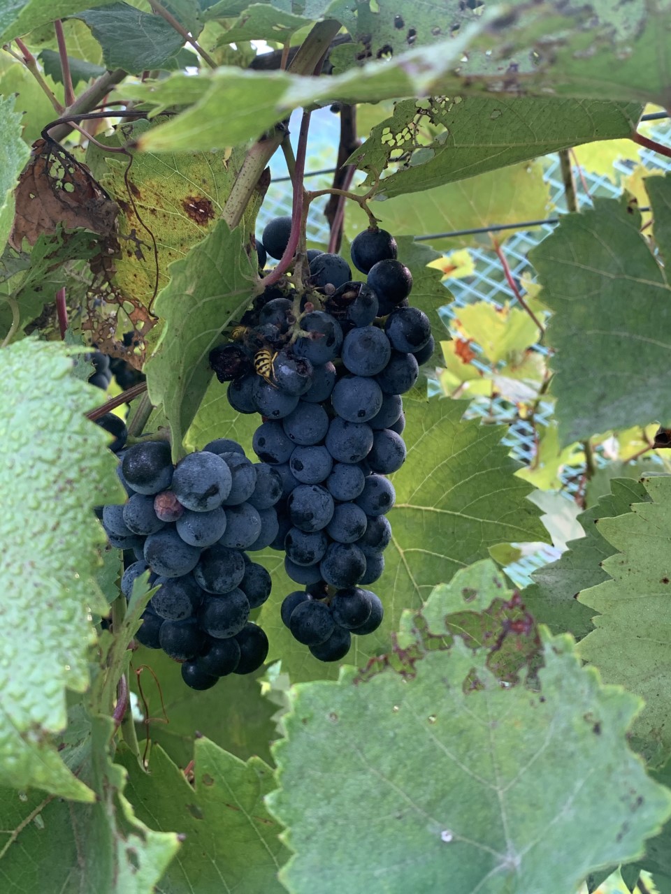 Berry Splitting in Grapes, Should You Harvest? – Wisconsin Fruit
