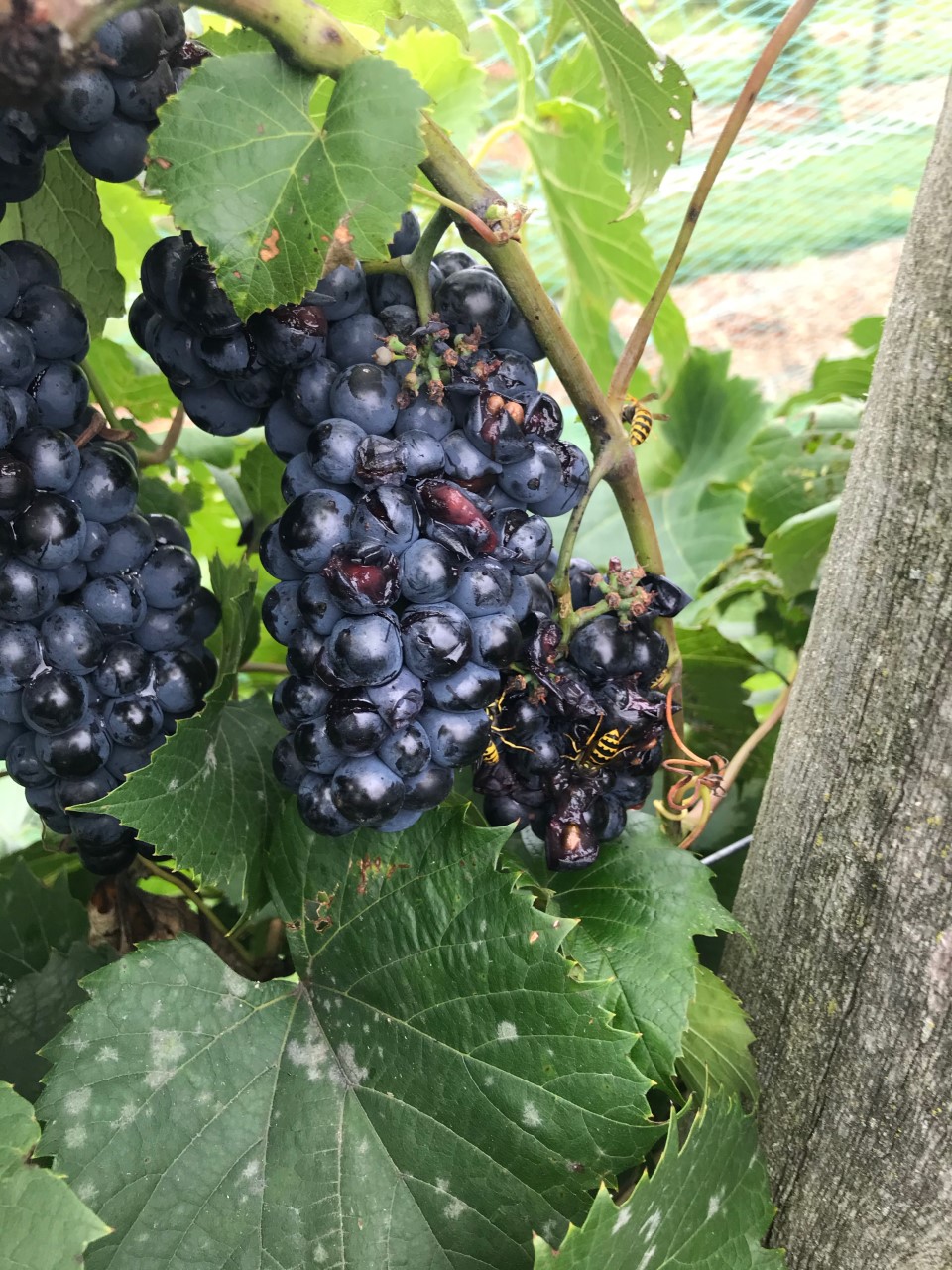Berry Splitting in Grapes, Should You Harvest? – Wisconsin Fruit