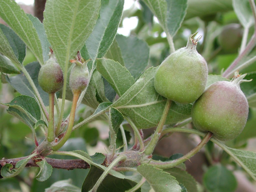 Apple Thinning: Getting It Right This Year – Wisconsin Fruit