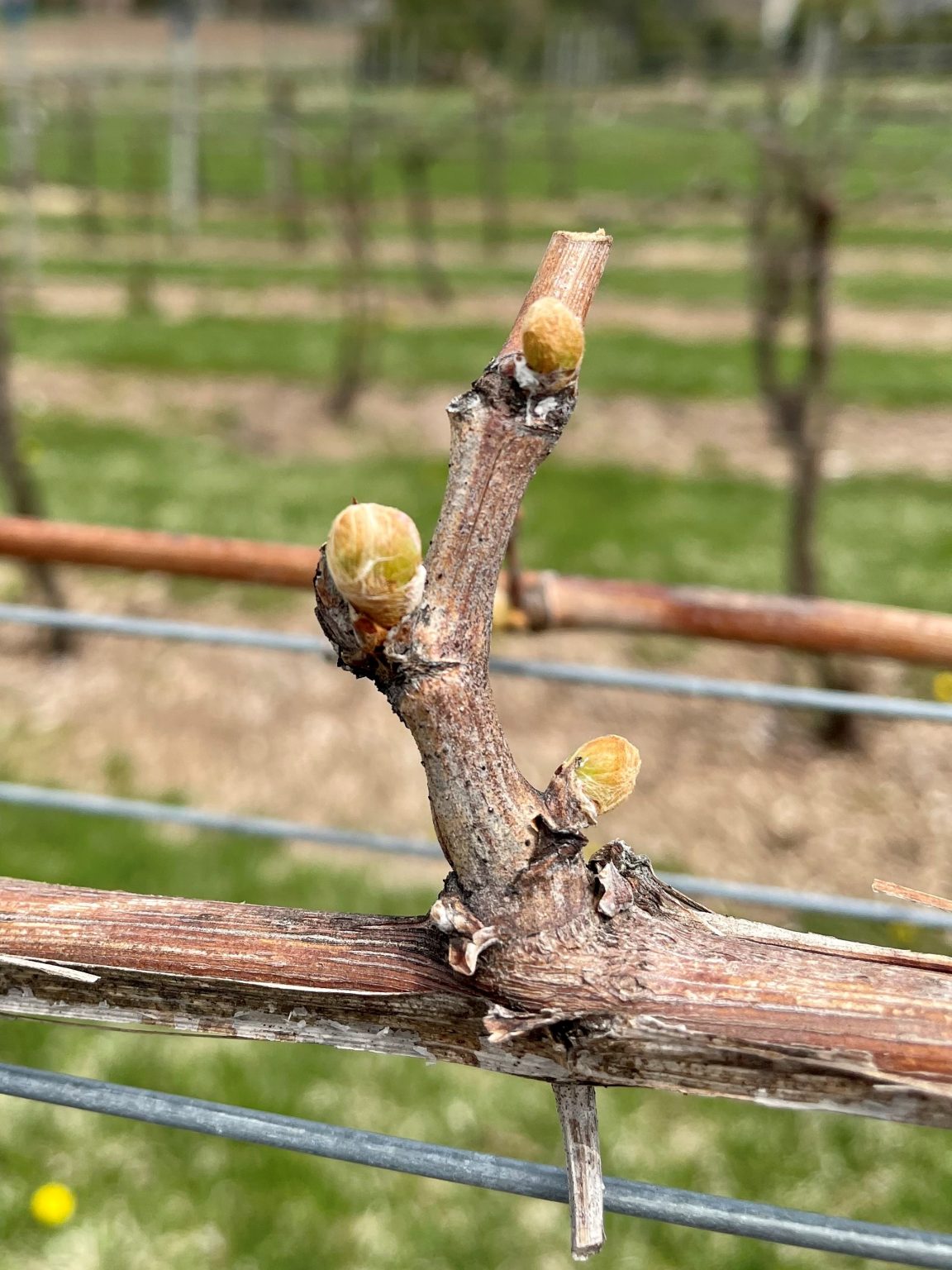 Grape Cultivar Developmental Stages: April 28, 2021 – Wisconsin Fruit