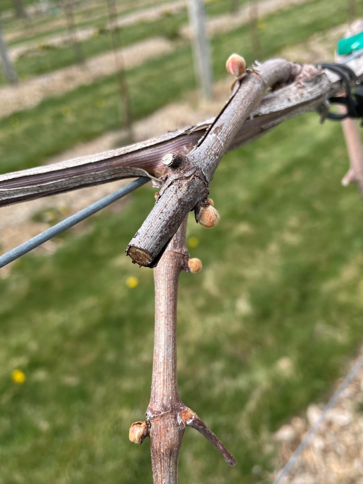 Grape Cultivar Developmental Stages: April 28, 2021 – Wisconsin Fruit