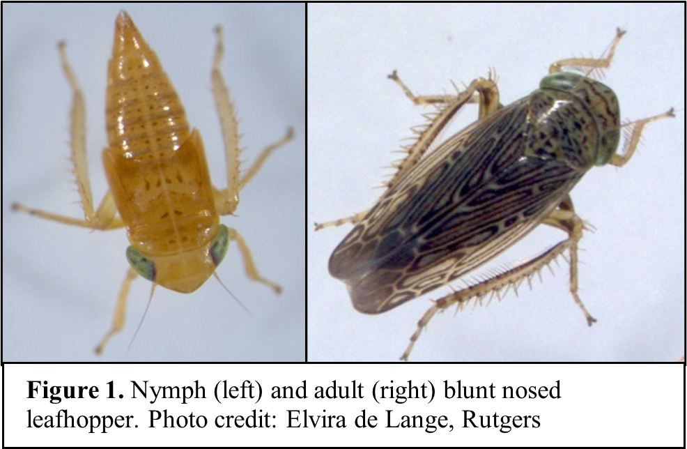 Watching For Leafhoppers This Spring and Summer – Wisconsin Fruit