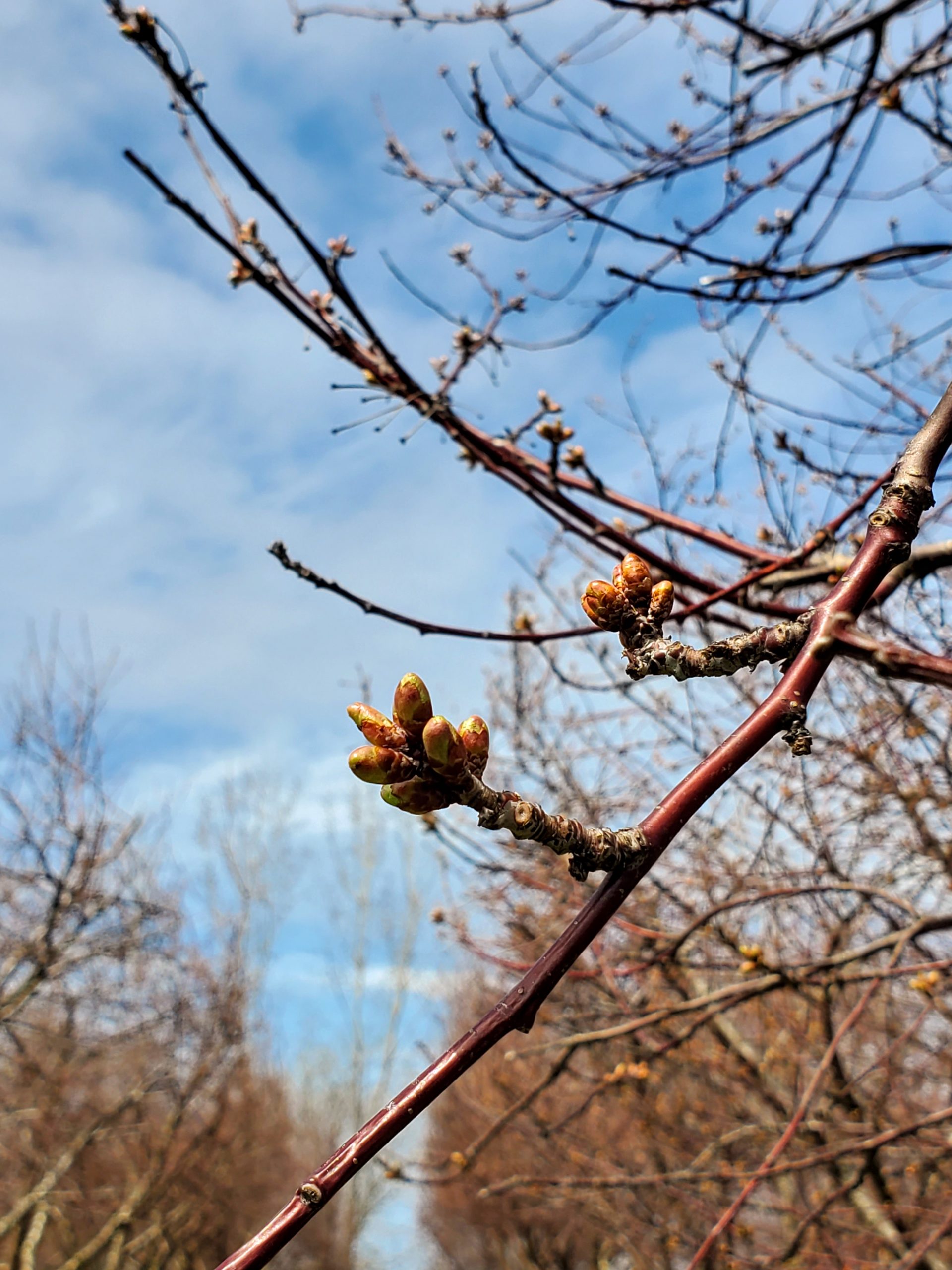 PARS Phenology Report April 29, 2021 – Wisconsin Fruit