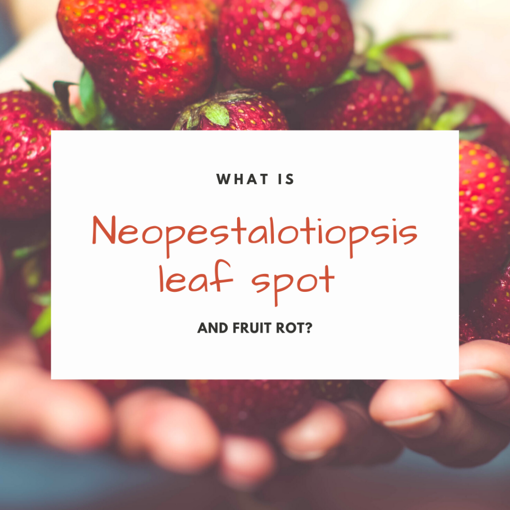 Neopestalotiopsis Leaf Spot and Fruit Rot, An Emerging Concern in ...