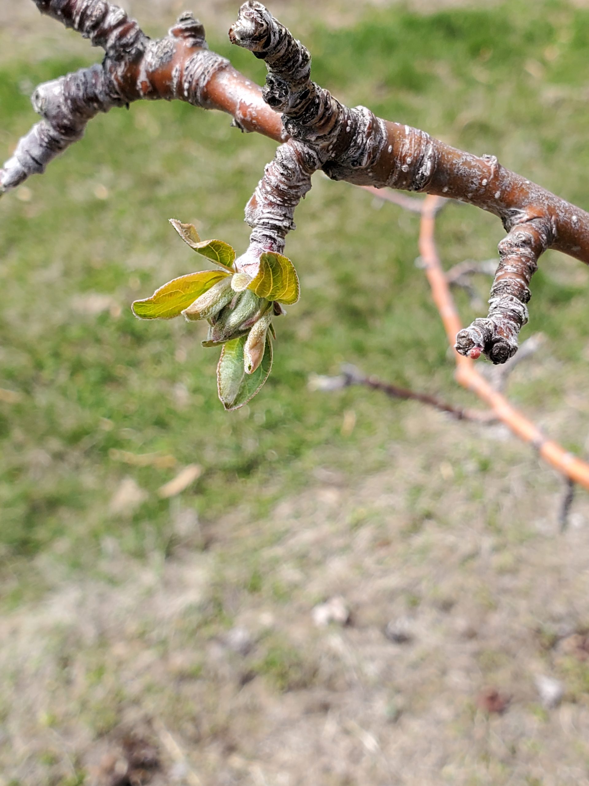 PARS Phenology Report April 29, 2021 – Wisconsin Fruit