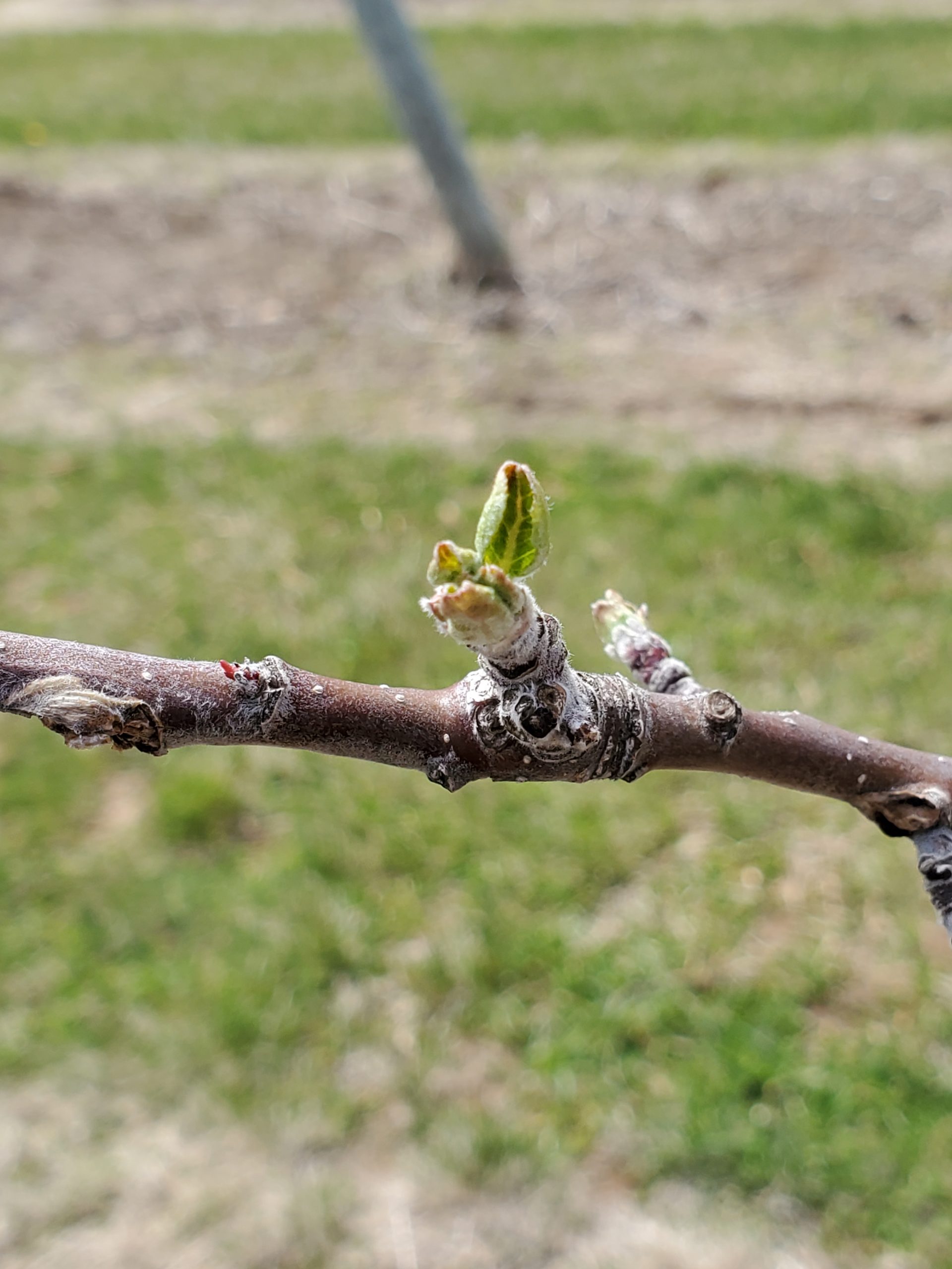 PARS Phenology Report April 29, 2021 – Wisconsin Fruit