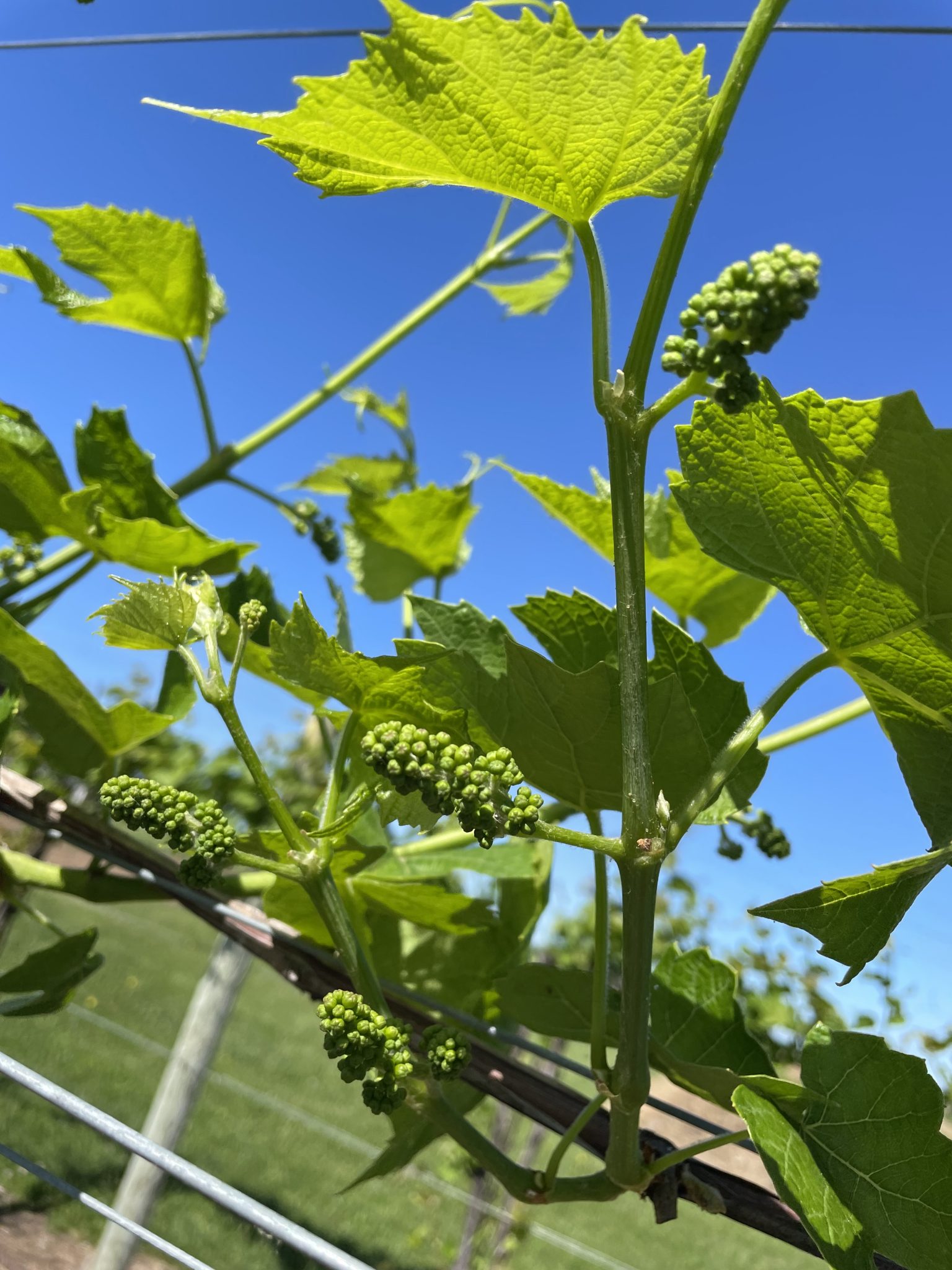 Grape Cultivar Developmental Stages: May 26, 2021 – Wisconsin Fruit