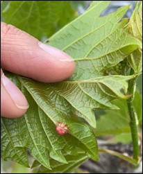 Grape Scouting Report: First Grape Phylloxera Gall – Wisconsin Fruit