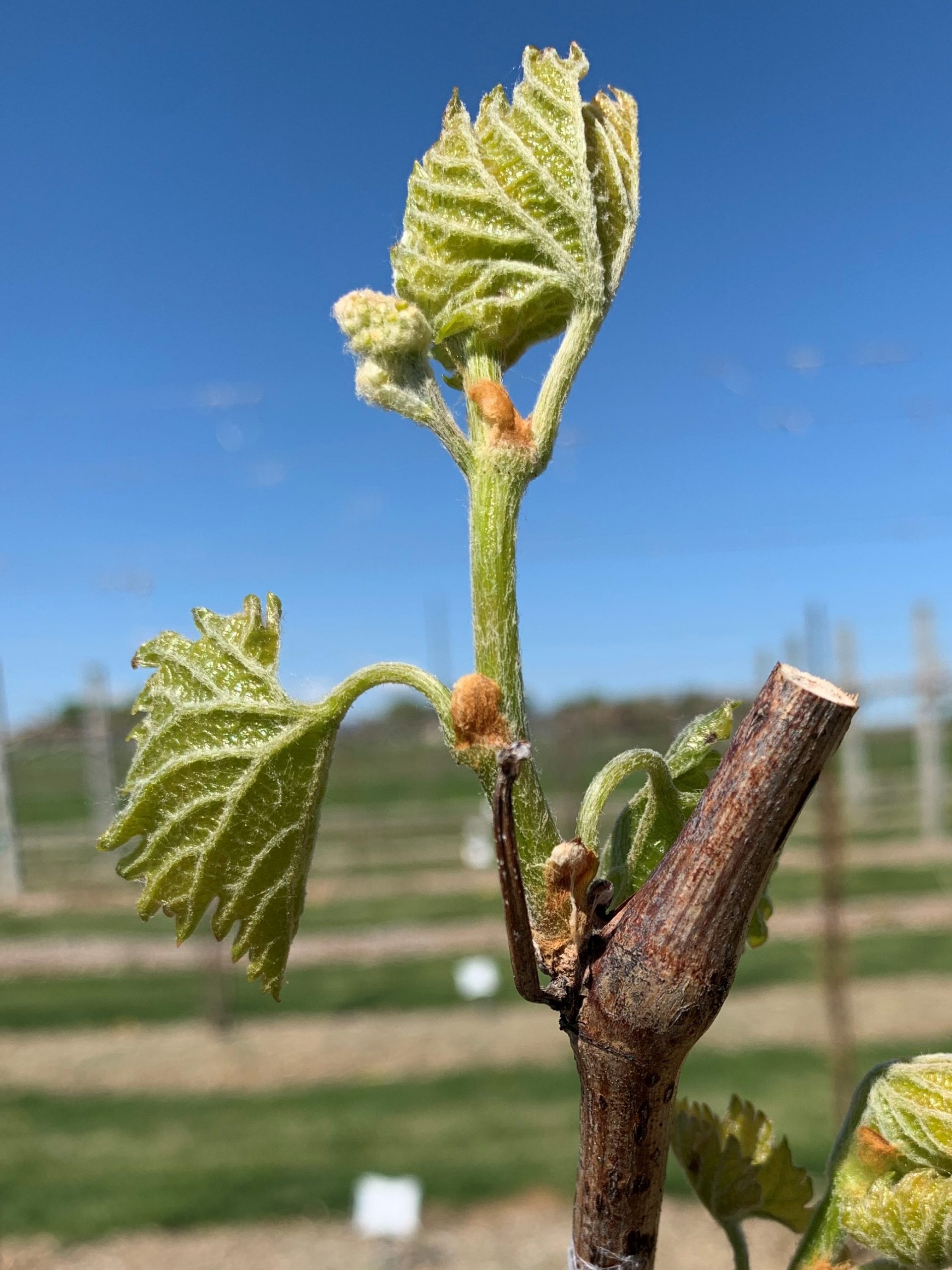 Grape Cultivar Developmental Stages: May 12, 2021 – Wisconsin Fruit