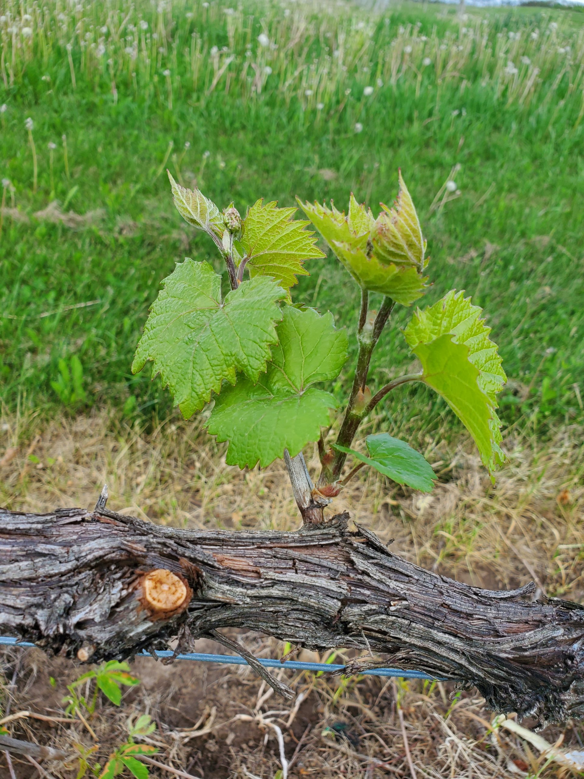 PARS Phenology Report May 27, 2021 – Wisconsin Fruit