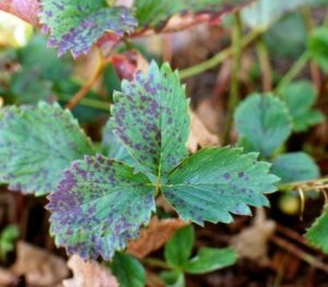 Fungal Foliar Diseases of Strawberry – Wisconsin Fruit