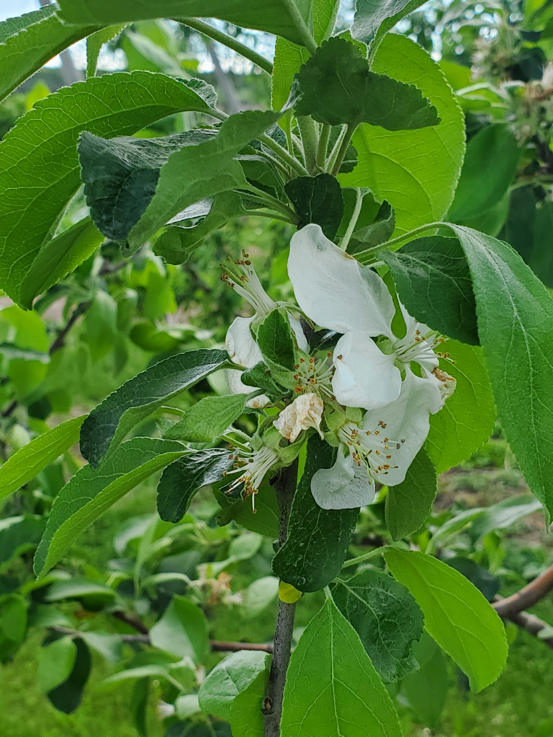PARS Phenology Report May 27, 2021 – Wisconsin Fruit