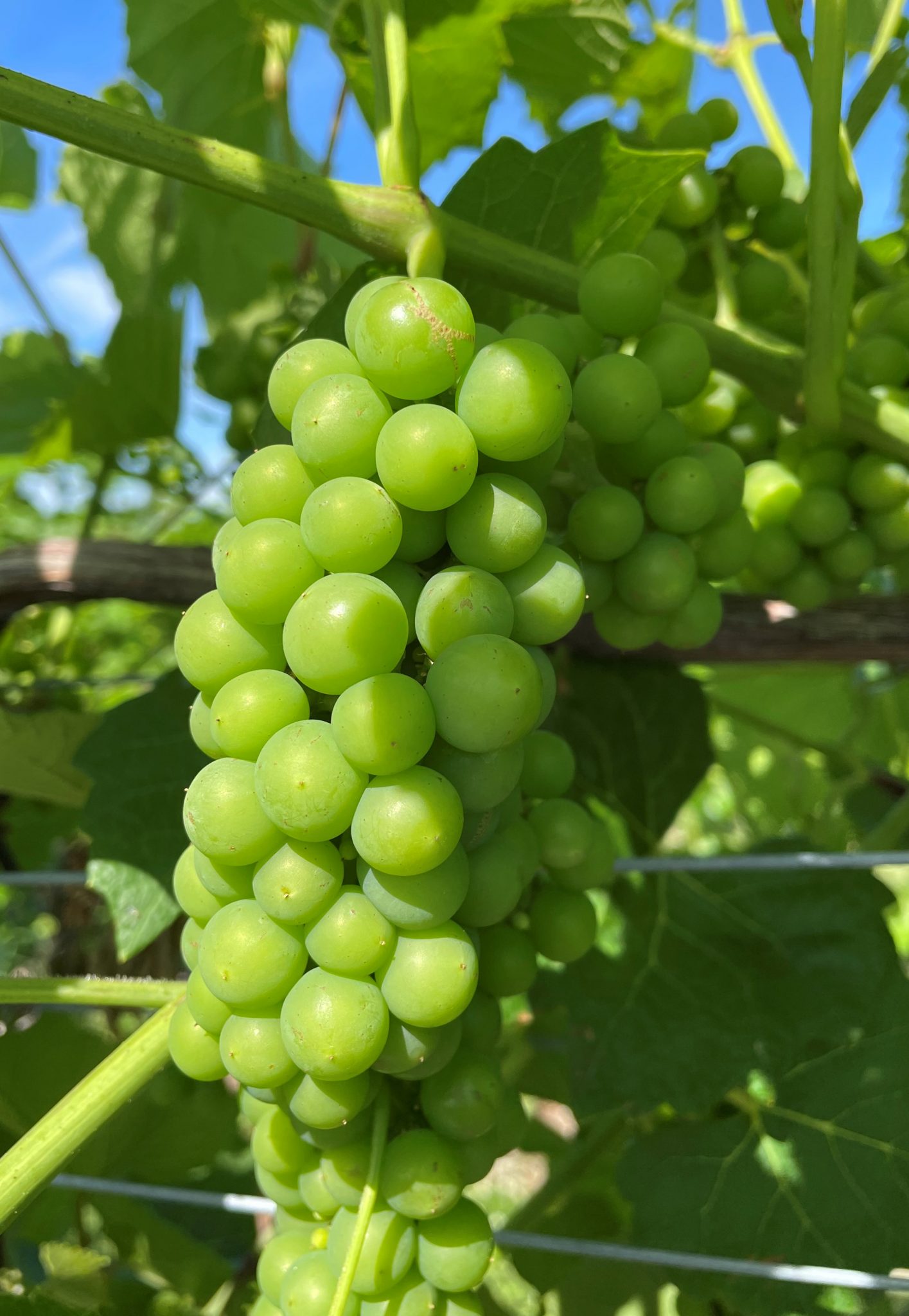 Grape Cultivar Developmental Stages: June 21, 2021 – Wisconsin Fruit
