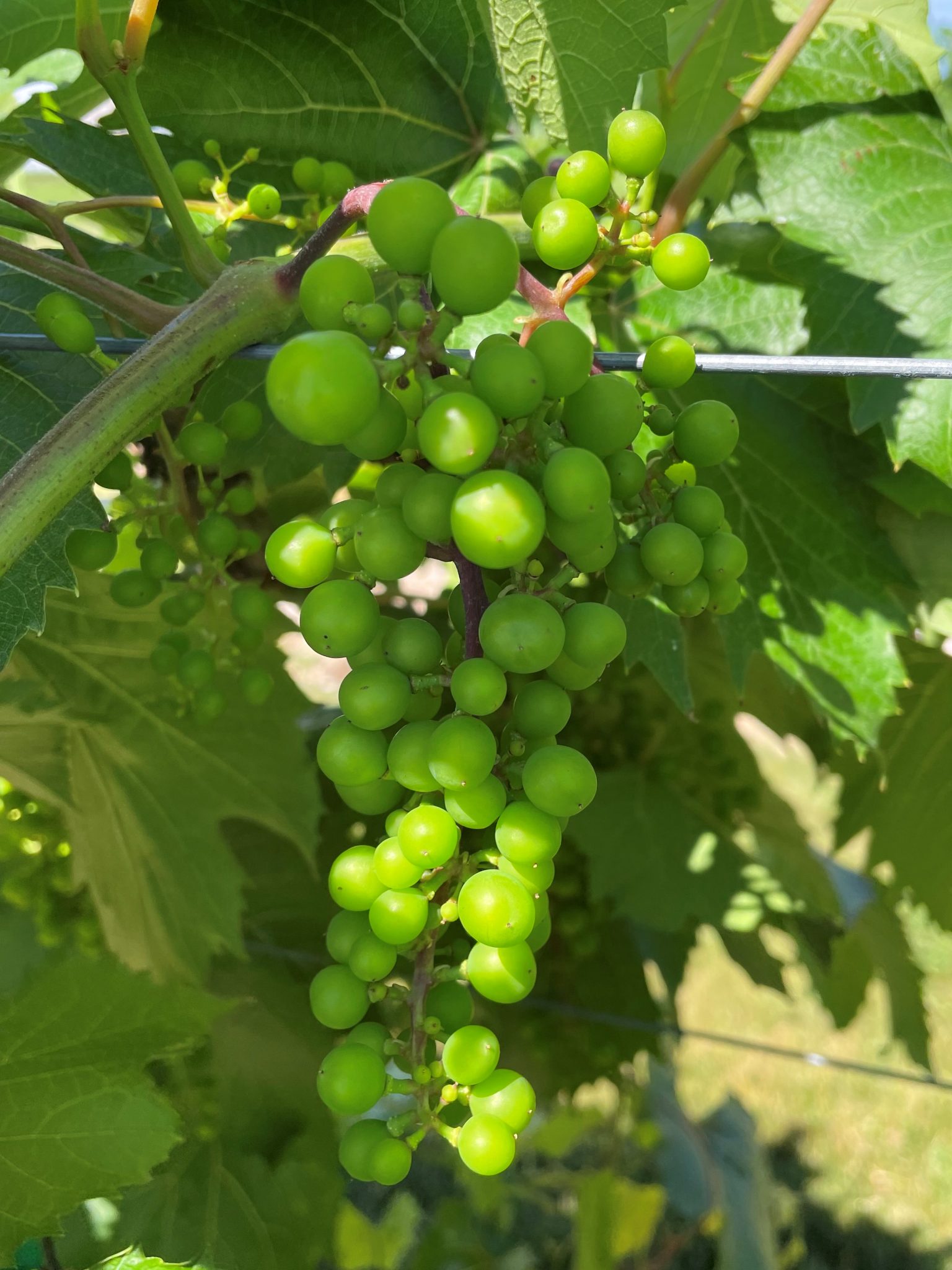 Grape Cultivar Developmental Stages: June 21, 2021 – Wisconsin Fruit