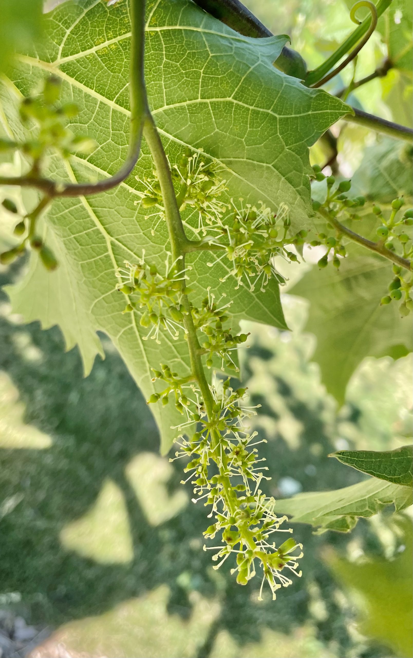 Grape Cultivar Developmental Stages: June 9, 2021 – Wisconsin Fruit