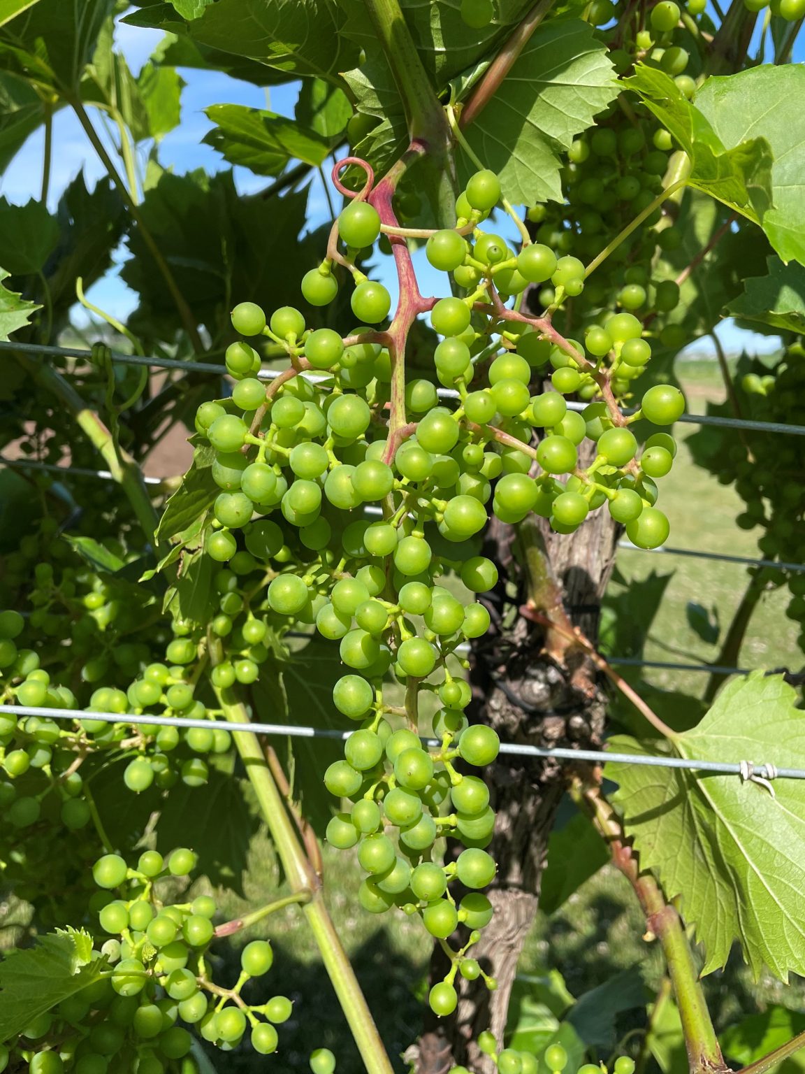 Grape Cultivar Developmental Stages: June 21, 2021 – Wisconsin Fruit