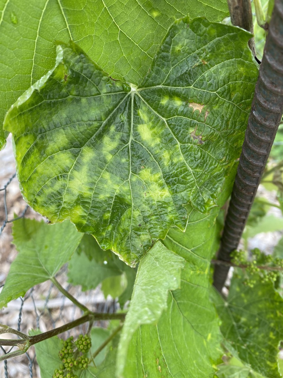 Grape Scouting Report: Mildews, Rots, and Spots – Wisconsin Fruit