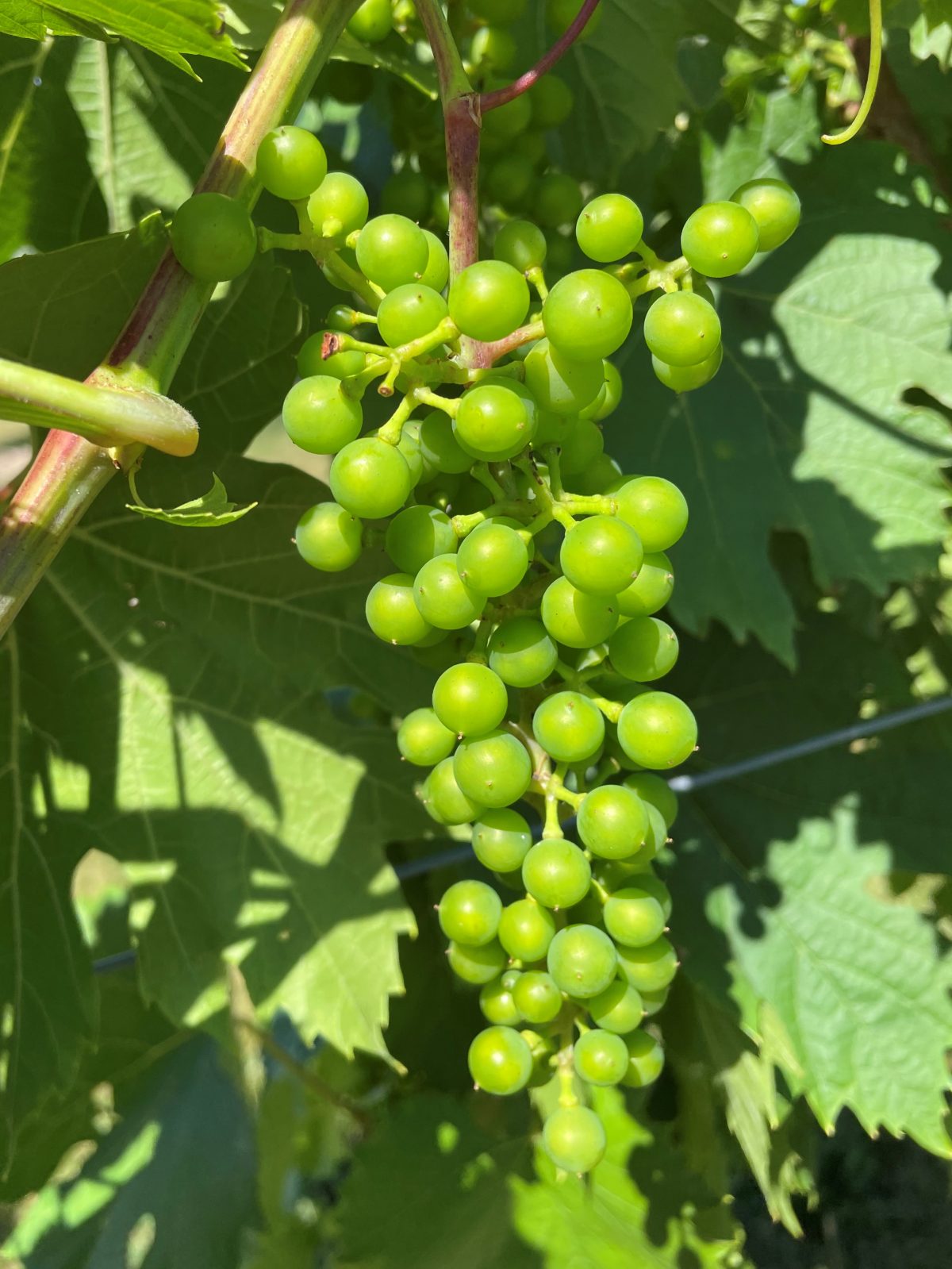 Grape Cultivar Developmental Stages: June 21, 2021 – Wisconsin Fruit