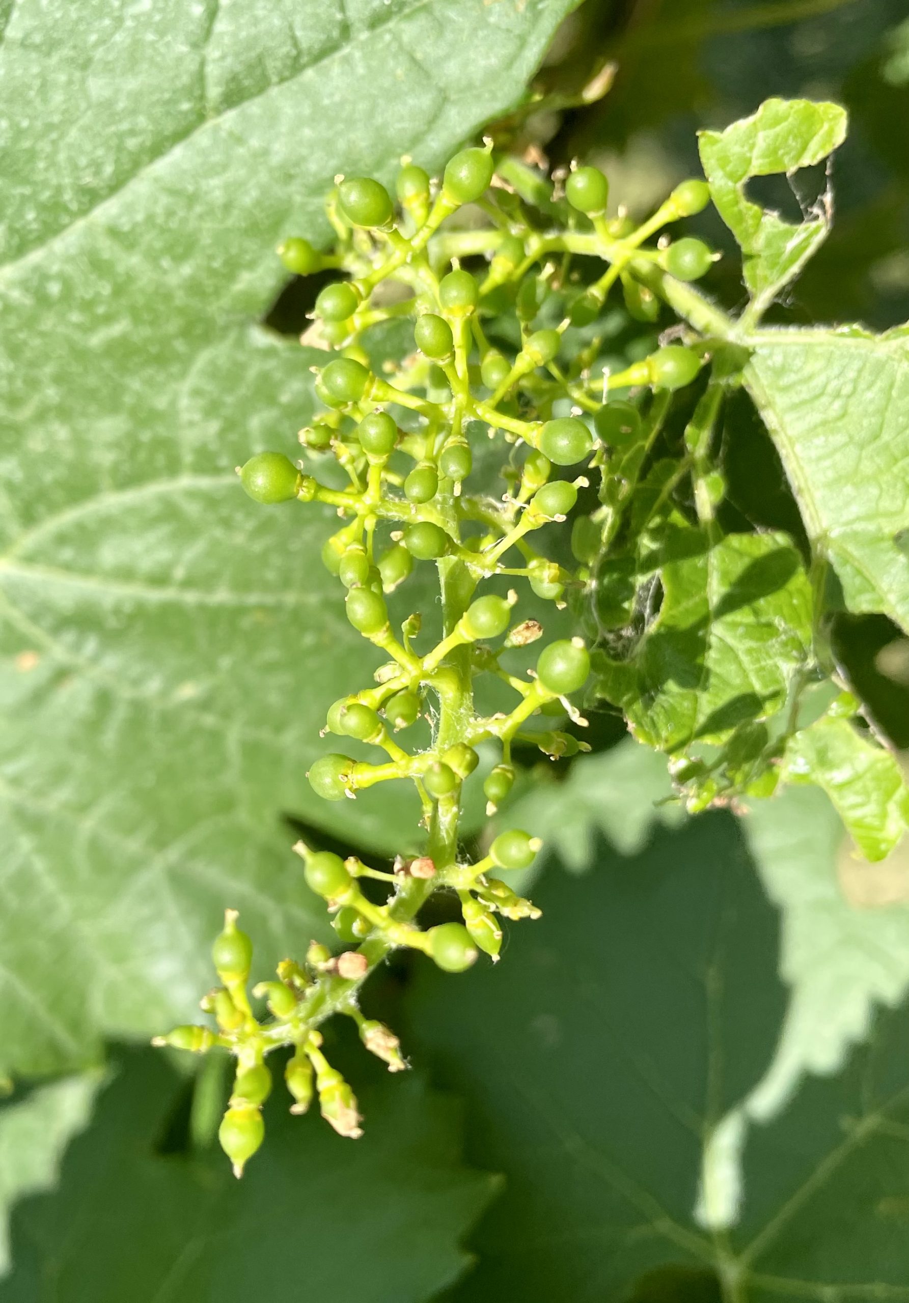 Grape Cultivar Developmental Stages: June 9, 2021 – Wisconsin Fruit