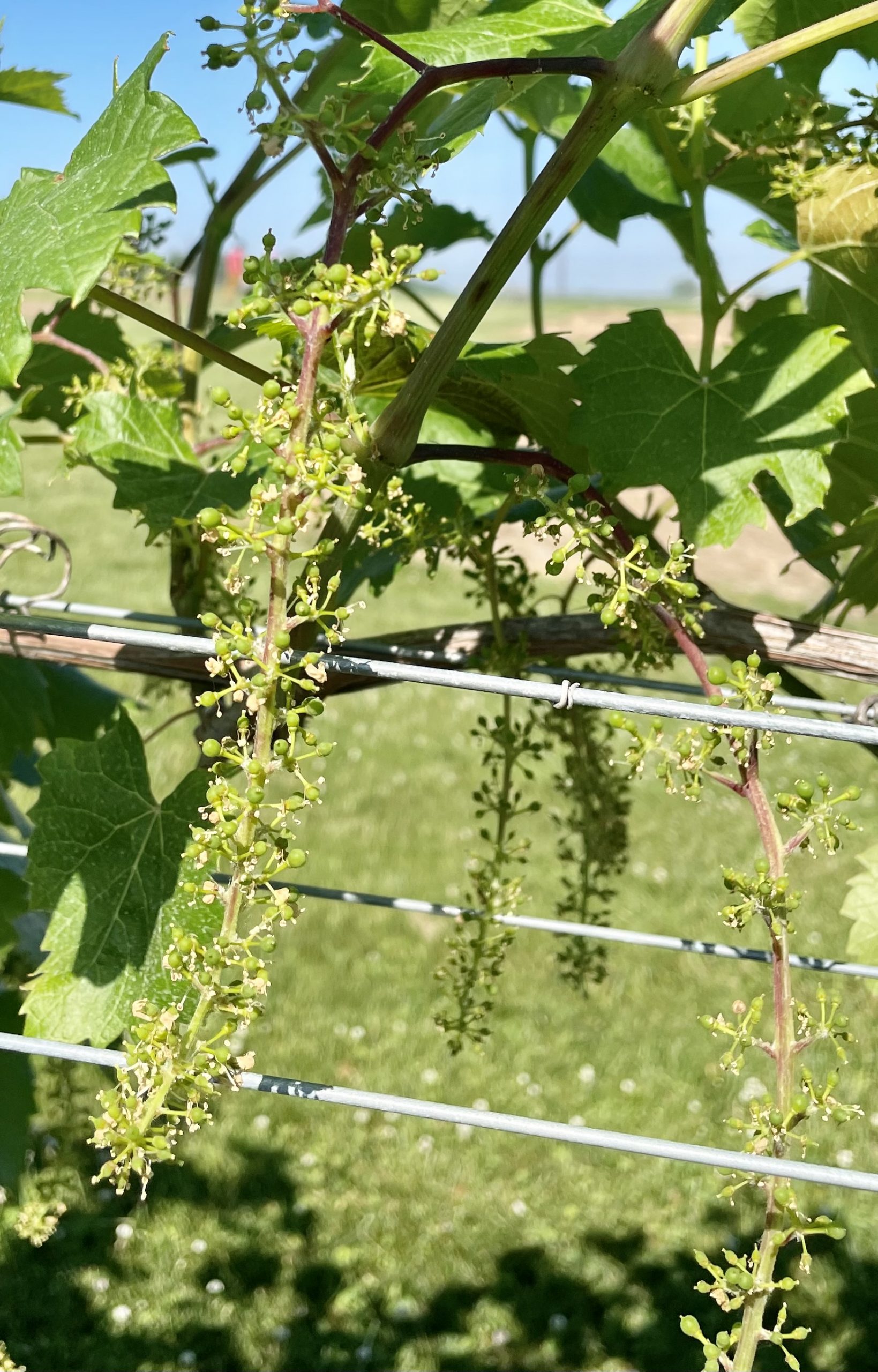 Grape Cultivar Developmental Stages: June 9, 2021 – Wisconsin Fruit