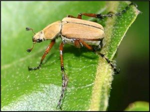 Managing Japanese Beetle and Rose Chafer – Wisconsin Fruit