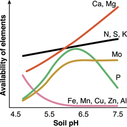 High Soil pH: Understanding Plant Nutrition in Cranberries – Wisconsin Fruit