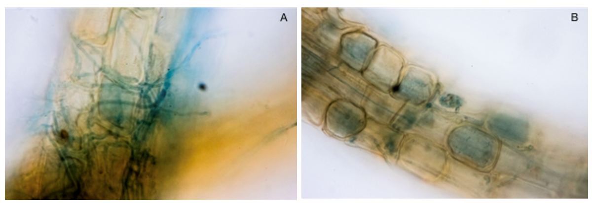 Ericoid Mycorrhizal Fungi & Cranberry: Mutualisms with Potential ...