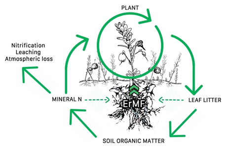 Ericoid Mycorrhizal Fungi & Cranberry: Mutualisms with Potential – Wisconsin Fruit