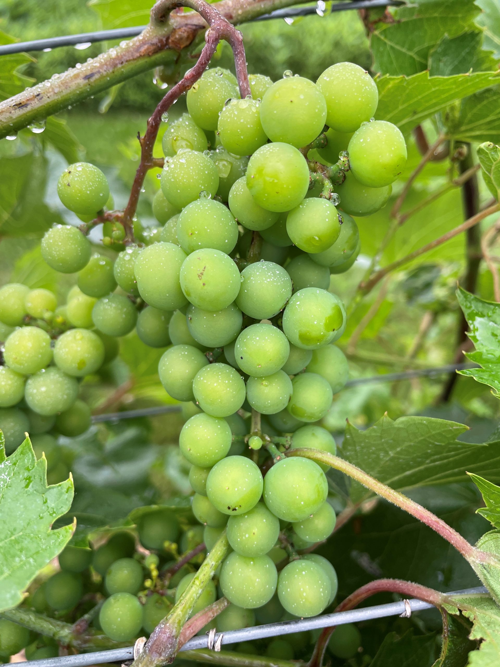 Grape Cultivar Developmental Stages: July 7, 2021 – Wisconsin Fruit