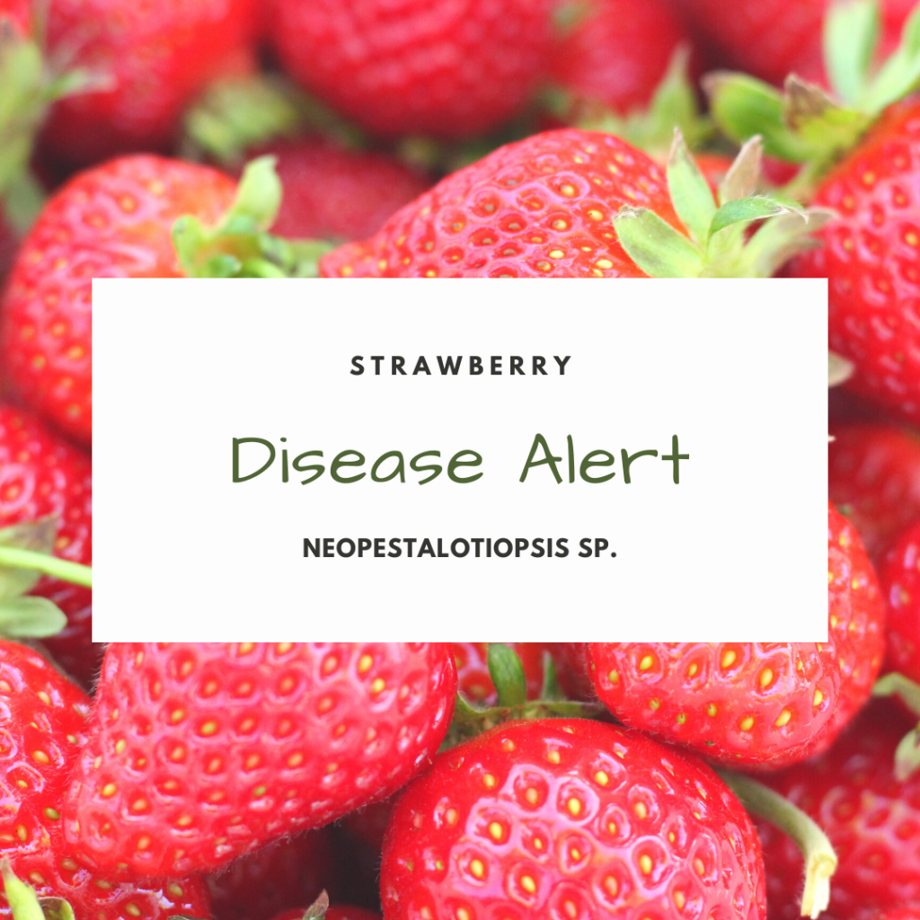 Disease Alert For Strawberries – Wisconsin Fruit