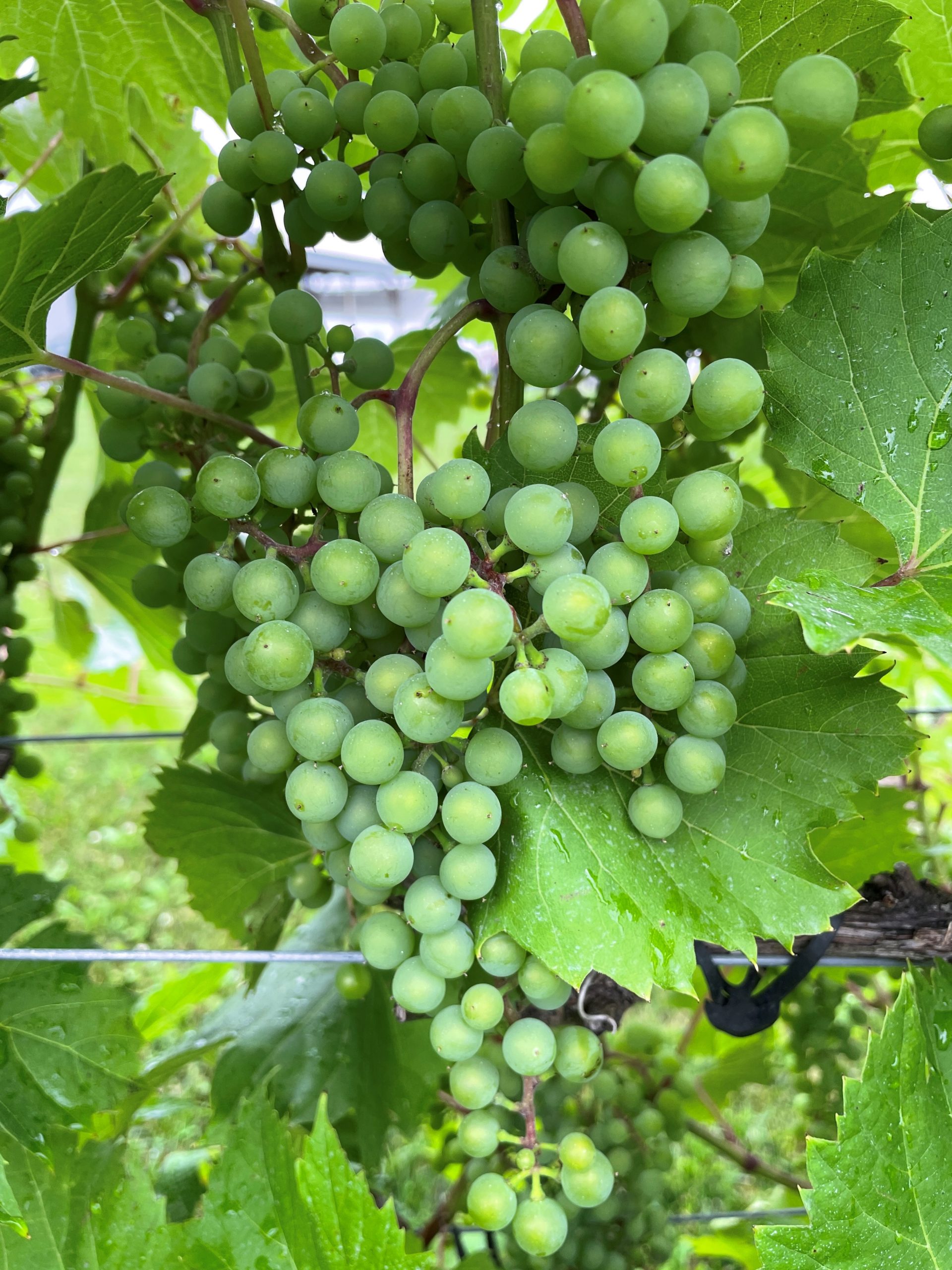 Grape Cultivar Developmental Stages: July 7, 2021 – Wisconsin Fruit