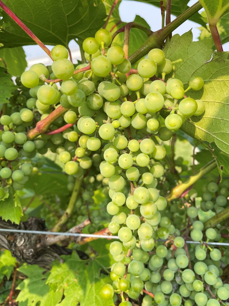 Grape Cultivar Developmental Stages: July 21, 2021 – Wisconsin Fruit