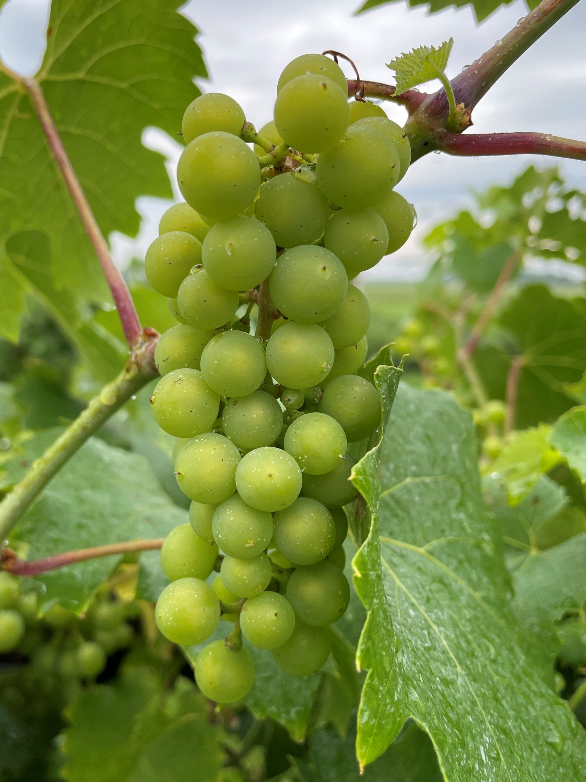 Grape Cultivar Developmental Stages: July 7, 2021 – Wisconsin Fruit