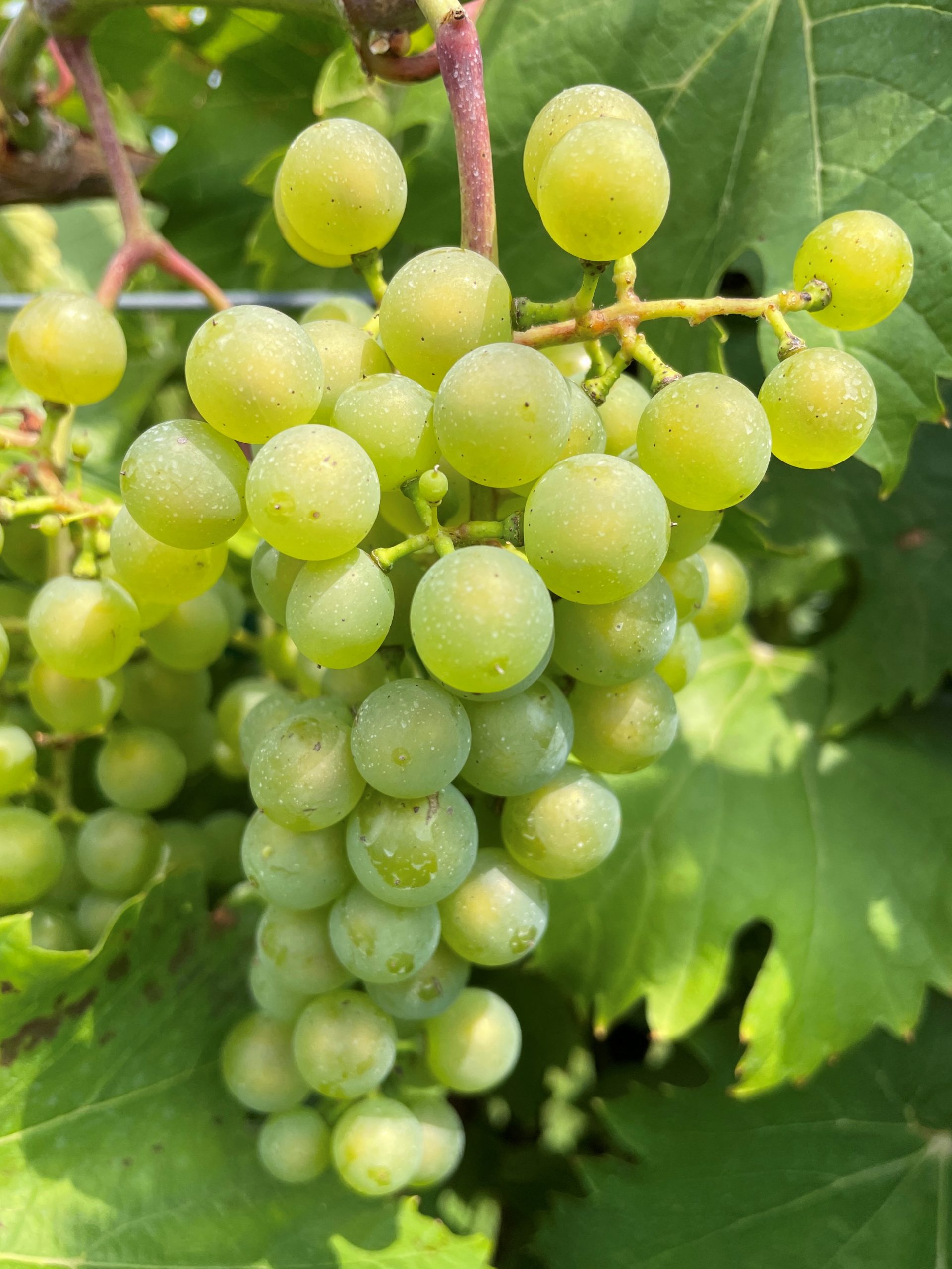 Grape Cultivar Developmental Stages: July 21, 2021 – Wisconsin Fruit