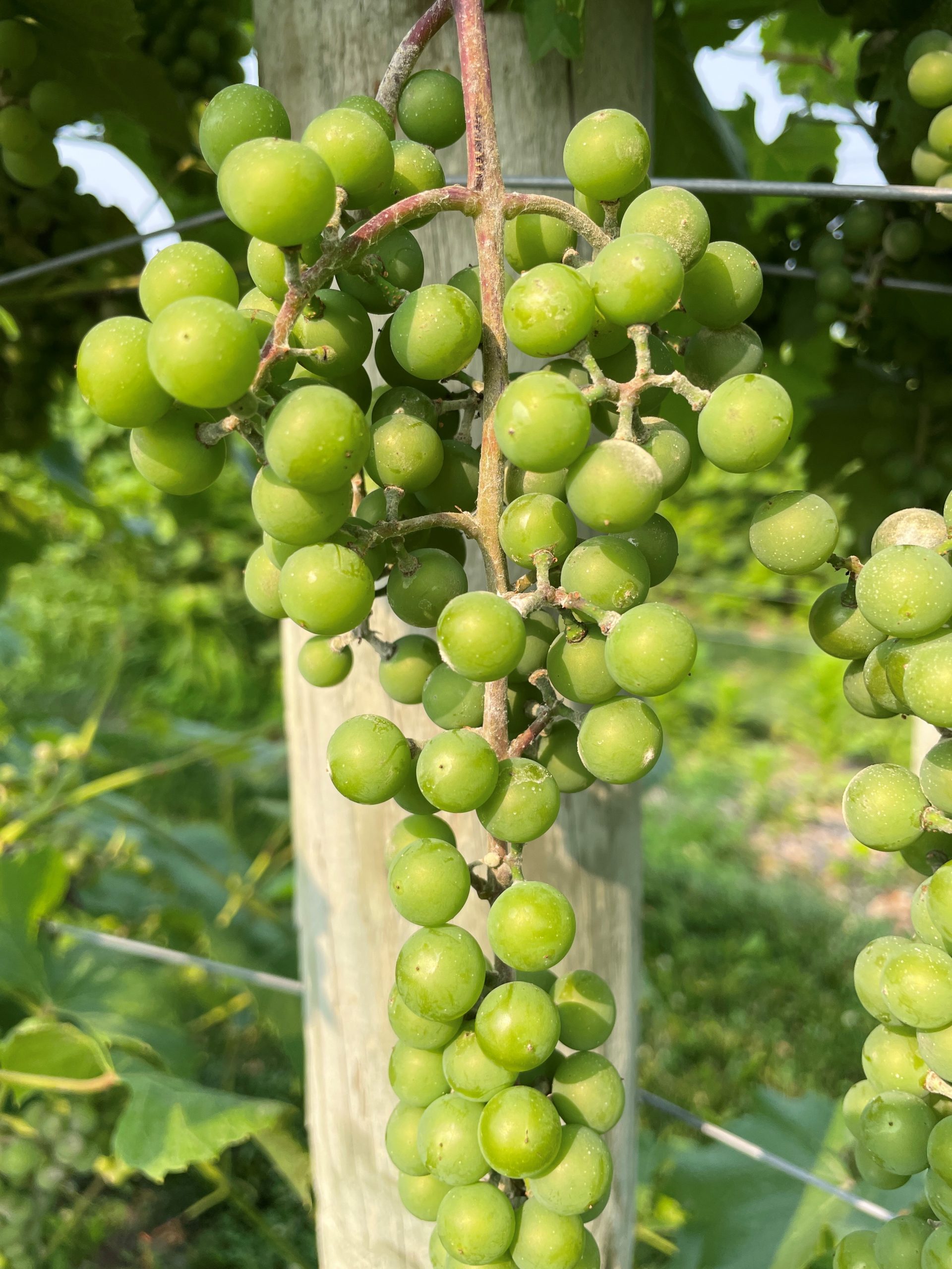 Grape Cultivar Developmental Stages: July 21, 2021 – Wisconsin Fruit
