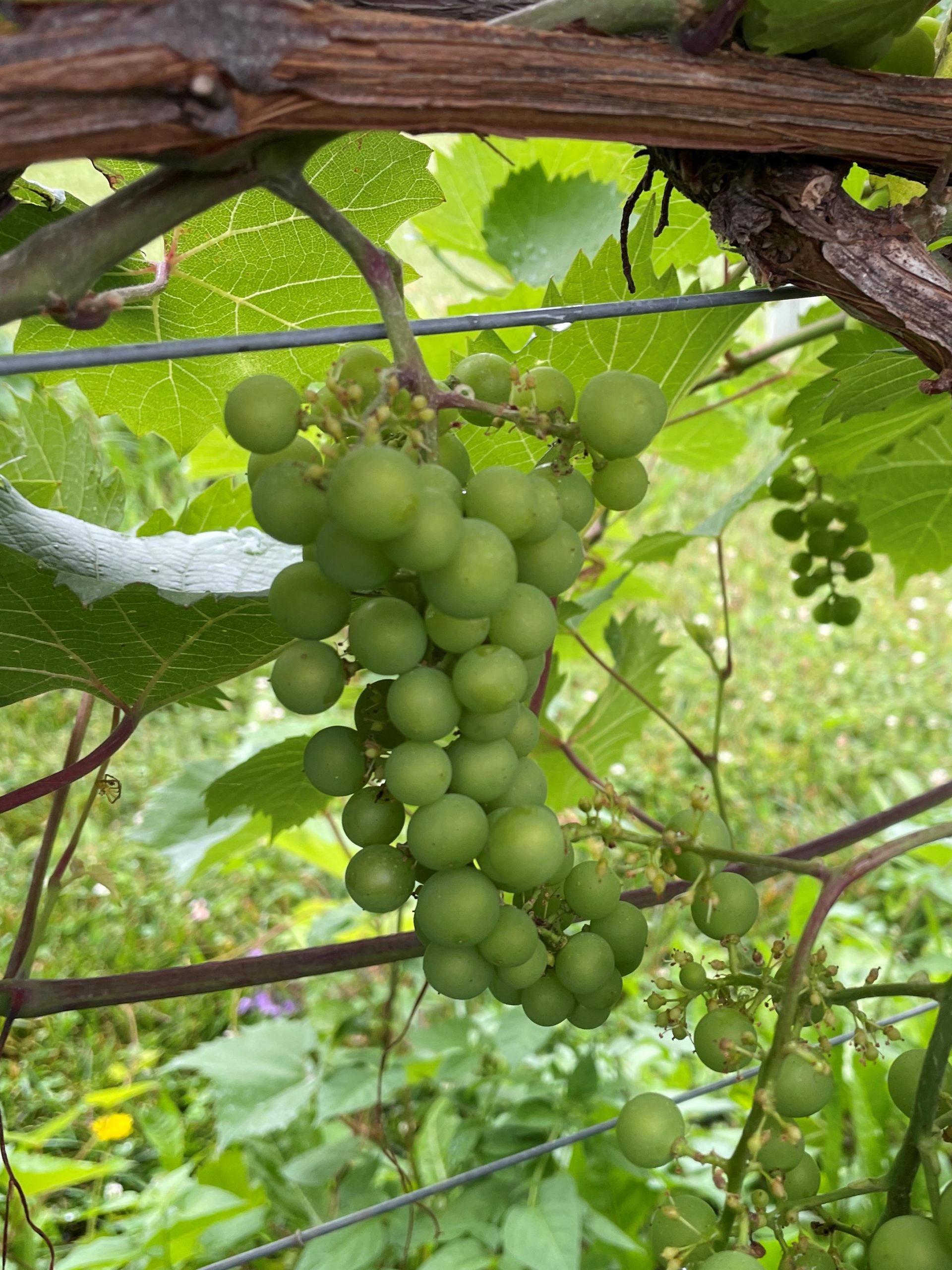 Grape Cultivar Developmental Stages: July 7, 2021 – Wisconsin Fruit