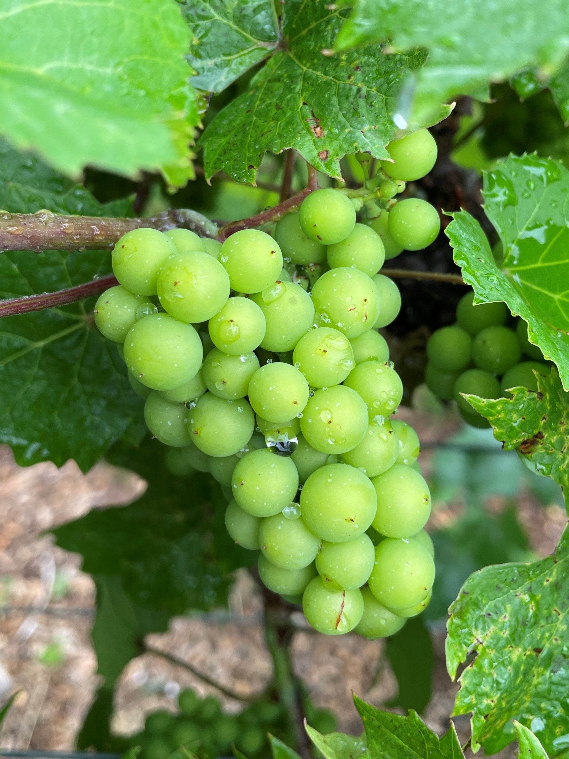 Grape Cultivar Developmental Stages: July 7, 2021 – Wisconsin Fruit