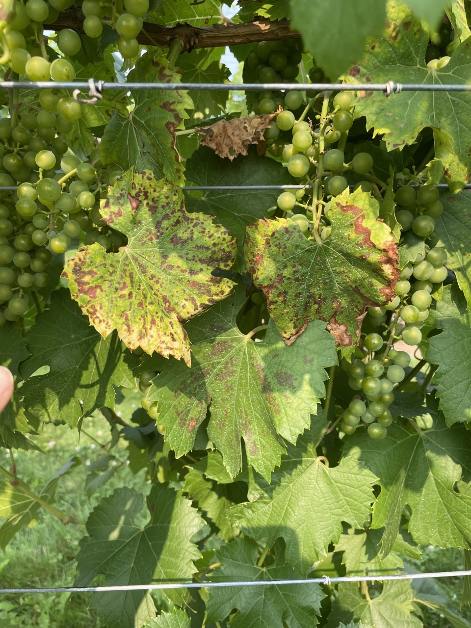 Tissue Analysis to Determine Nutrient Status of Cold-Hardy Wine Grapes ...