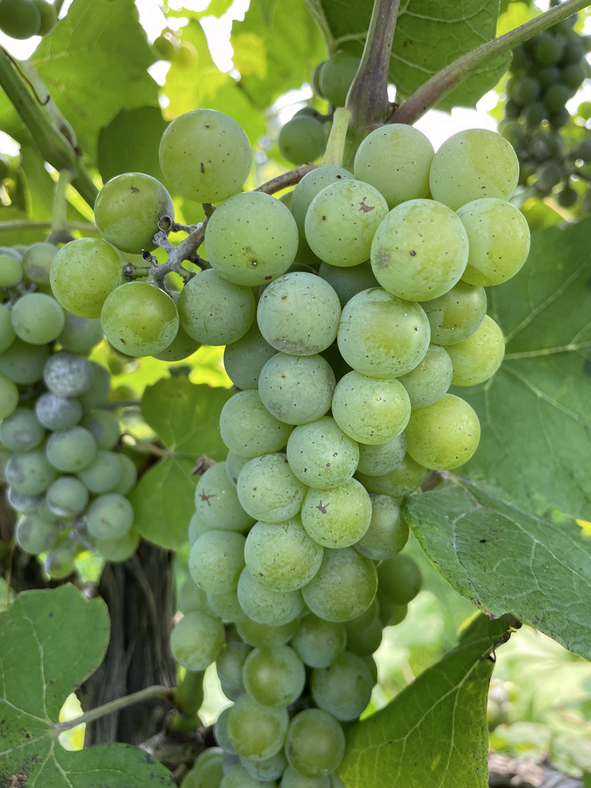 Cold Climate Grape Cultivar Developmental Stages August 4, 2021 ...